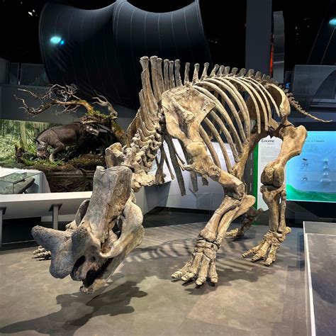 Megacerops Skeleton