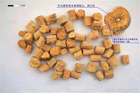 堅持每天最少記一味中藥牛膝第106天 每日頭條