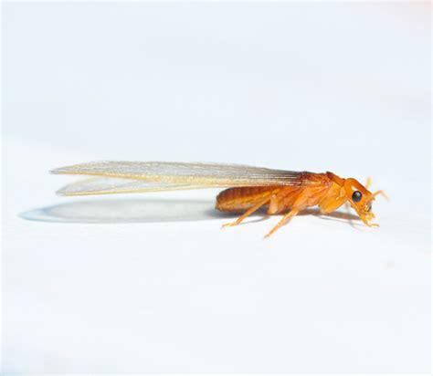 Eastern Subterranean Termite Pei Pest Control