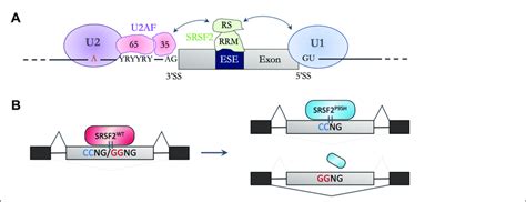 3 Srsf2 Binds To The Ssng Rna Consensus Motif To Facilitate Splice Site Download Scientific