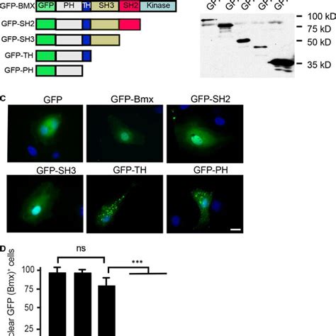 The SH3 Domain Of BMX Is Critical For BMX Nuclear Localization A