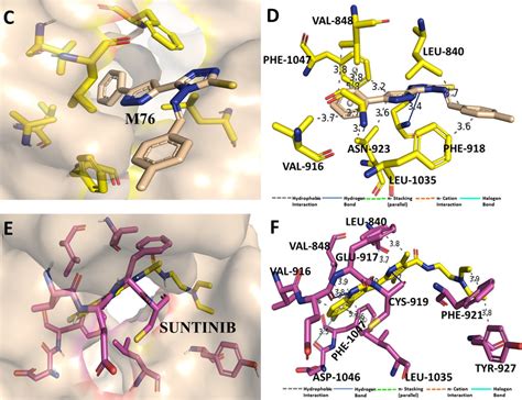 A Molecular Docking Generated Binding Orientations Of Standard