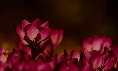 Заставка на рабочий стол: крокусы, красные, цветы
