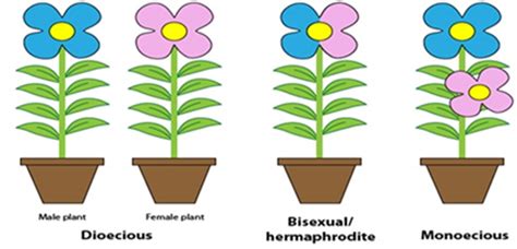Flower Sexuality Recognise Plants