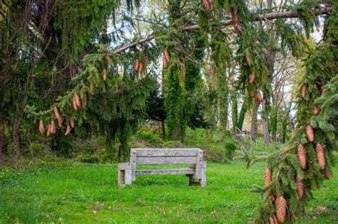 Primary Types Of Pine Trees In Connecticut ProGardenTips