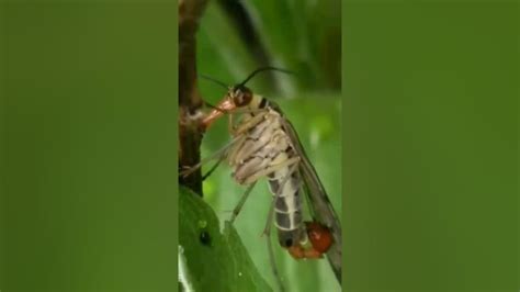 العقرب الطائر من الحيوانات الغريبة Viral Shorts Mrbeast Tiktok