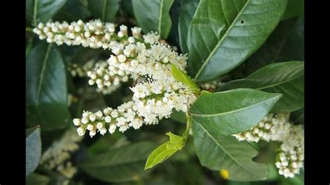 Лавровишня как комнатное растение Лавровишня — это не лавр Лавровишня отличается от лавра тем