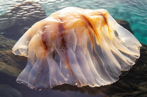 热带海洋的水母高清图片下载 正版图片600300666 摄图网