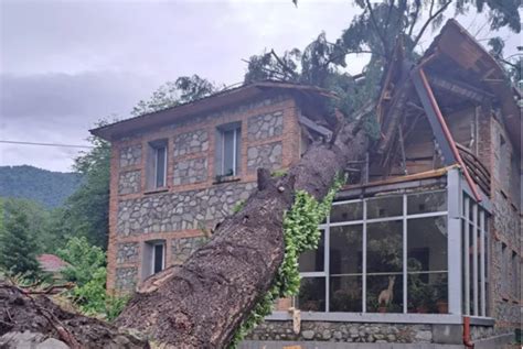 სტიქია ლაგოდეხში ნაკრძალის ტერიტორიაზე ქარის მიერ მოგლეჯილი ხე ვიზიტორთა ცენტრს დაეცა