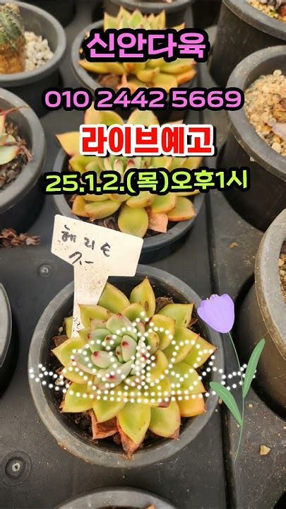 신안다육 생방예고 군생다육 낱개판매 묶음판매 구경오세요 Youtube