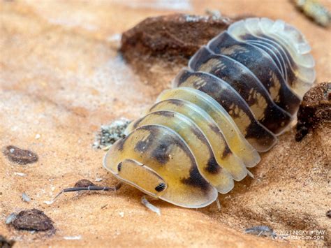 Isopod The Bay