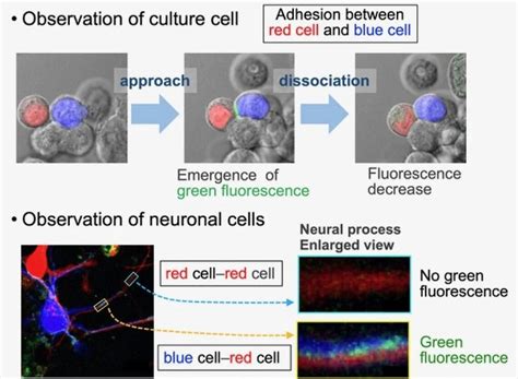 New Fluorescent Sensor Reveals A Key Protein Involved In Interactions