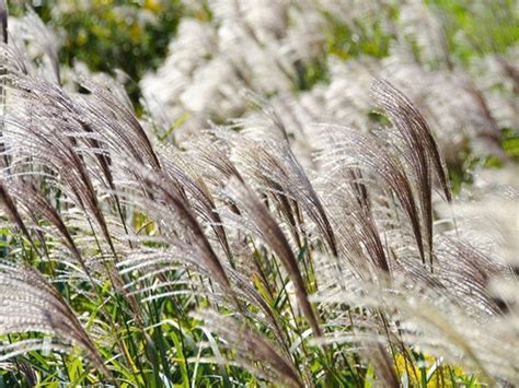 野芒草种植后多久发芽 花海建设 长景园林网