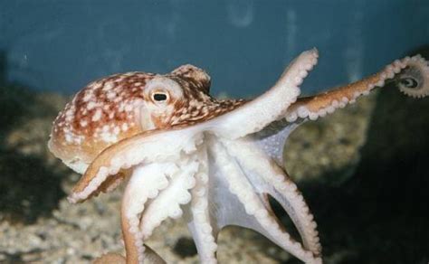 这野生物每只都有3个心脏2个记忆系统真是自然界的奇葩 章鱼 心脏 自然界 新浪新闻