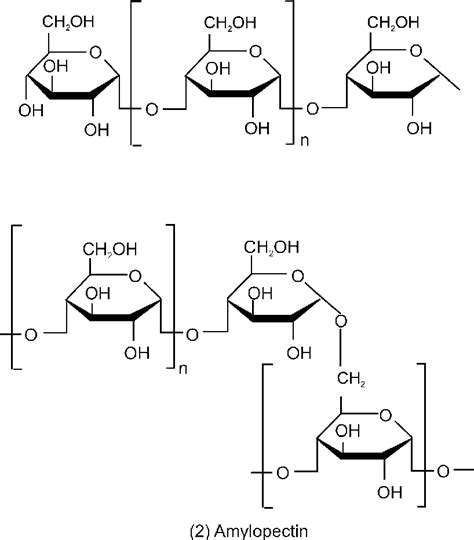 Amylopectin Structure