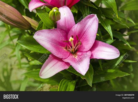 Imagen Y Foto Pink Lily Flower Prueba Gratis Bigstock