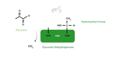 Pyruvate Dehydrogenase Structure