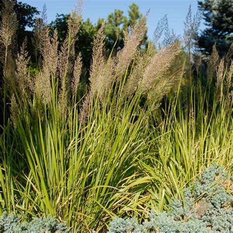 Korean Feather Reed Grass Calamagrostis Brachytricha Korean Feather
