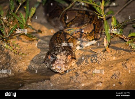 Staring Contest With A Reticulated Python During A Night River Safari On Kinabatangan River