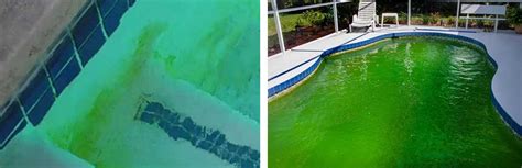 How To Stop Algae In Swimming Pools The Pool People Cyprus