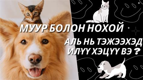 МУУР болон НОХОЙ аль нь тэжээхэд илүү хэцүү вэ Youtube