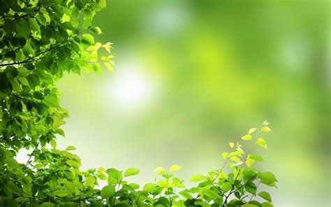 Premium Photo Green Natural Background Greenery Background