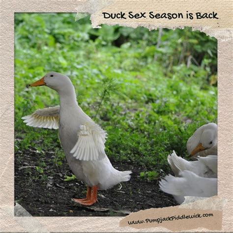 Duck Sex Season Is Here At Pumpjack And Piddlewick