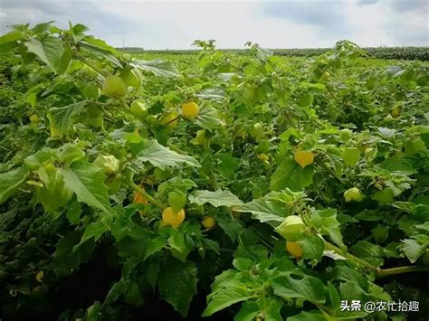 稀奇水果图片名字稀奇水果图片名字2345实用查询