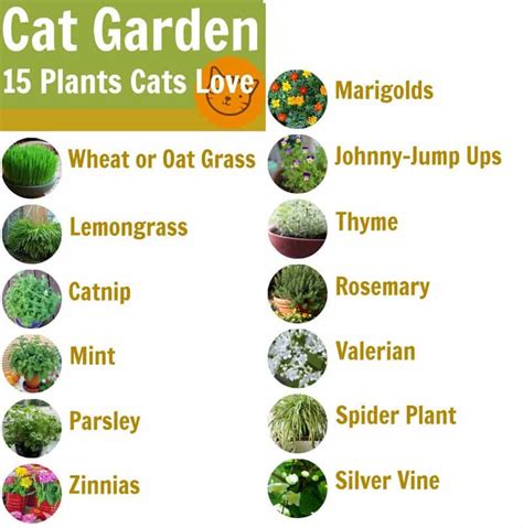 What Plants Are Safe For Cats Indoors At Erik Voris Blog