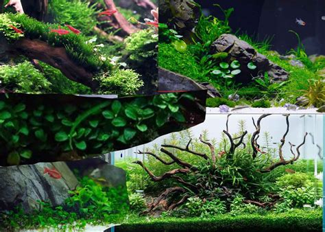 What Are Good Jungle Stem Plants Uk Aquatic Plant Society