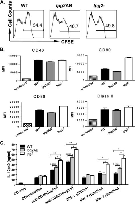 L Major Glycoconjugate Molecules Do Not Affect The Expression Of