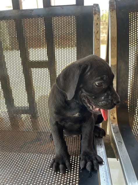 Both Sex Cane Corso Pups For Sale Pets Nigeria