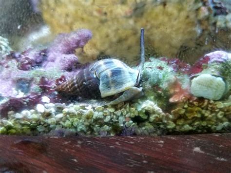 Abnormal Shell Growth Nassarius Snail Any Cause For Alarm
