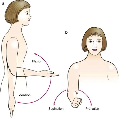 10 Active Range Of Motion Of The Elbow Joint Download Scientific Diagram