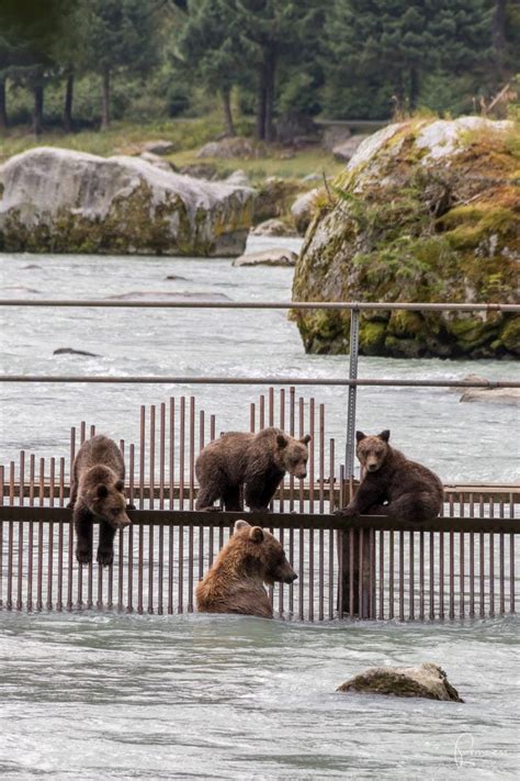Alaska Grizzly Bären Beobachtung Video Reiseblog Princess Ch