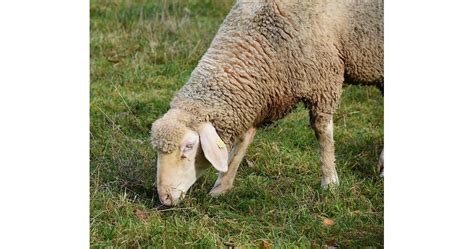 Овцете разпознават човешки лица