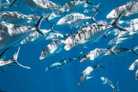 4200 Trevali Fotografías De Stock Fotos E Imágenes Libres De Derechos Istock