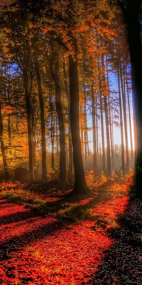 Обои на рабочий стол Лес Земля природа Дерево Солнечный Луч Осень Природа 205475 для ПК