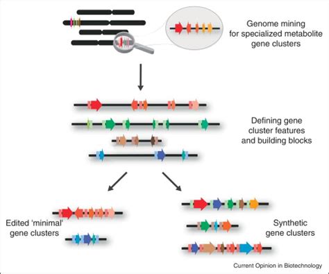 Towards Synthetic Clusters The Phenomenon Of Clustering Of Genes For