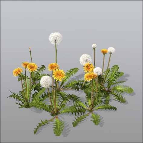 Dandelion 2025 Free Daz 3d Models