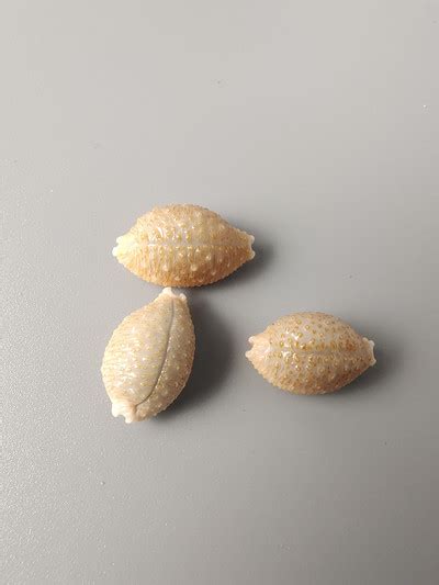 Badu Bg Колекция от екземпляри от раковина на морски заек от морска звезда Nucleolaria Nucleus