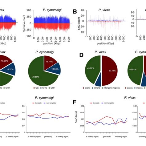 Cytosine Modifications In P Vivax Liver Forms A Immunofluorescent Download Scientific