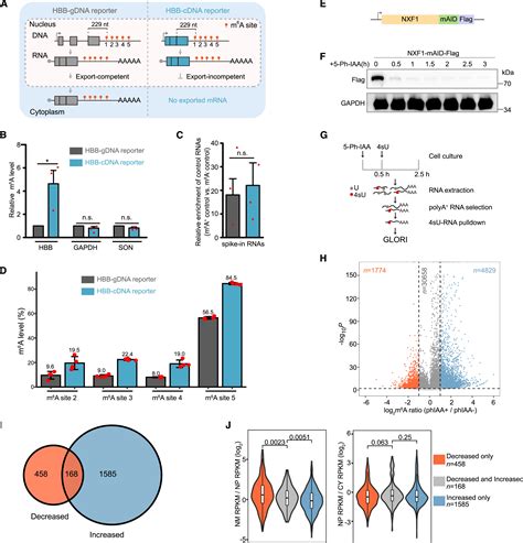 Nuclear Retention Coupled With Sequential Polyadenylation Dictates Post Transcriptional M6a