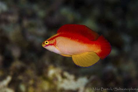 A Mysterious New Fairy Wrasse From Ogasawara