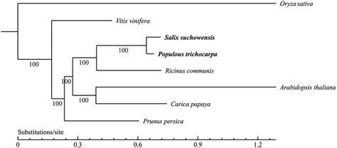 Phylogenetic Tree Of Selected Plant Species The Phylogenetic Tree Was