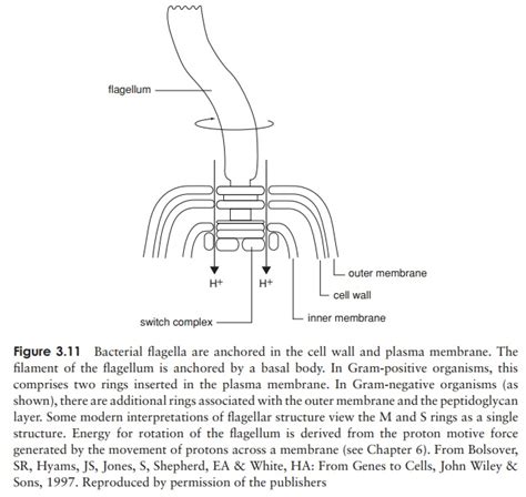 The Procaryotic Cell And Its Structure