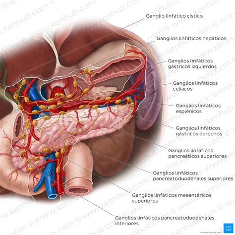 Deshonestidad Equipo De Juegos Yo Lavo Mi Ropa Situacion Topografica Del Pancreas Miércoles