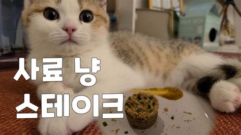 고양이는 왜 밥 잘 먹고 땅을 파는거야 Youtube