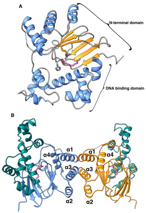 Structure Of Rns And The Potential Dimerization Interface A Structure