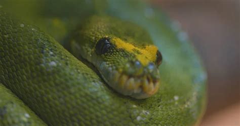 Fotos De Top Python Detay Imagens De Top Python Detay Sem Royalties Fotos De Top Python Detay Imagens De Top Python Detay Sem Royalties
